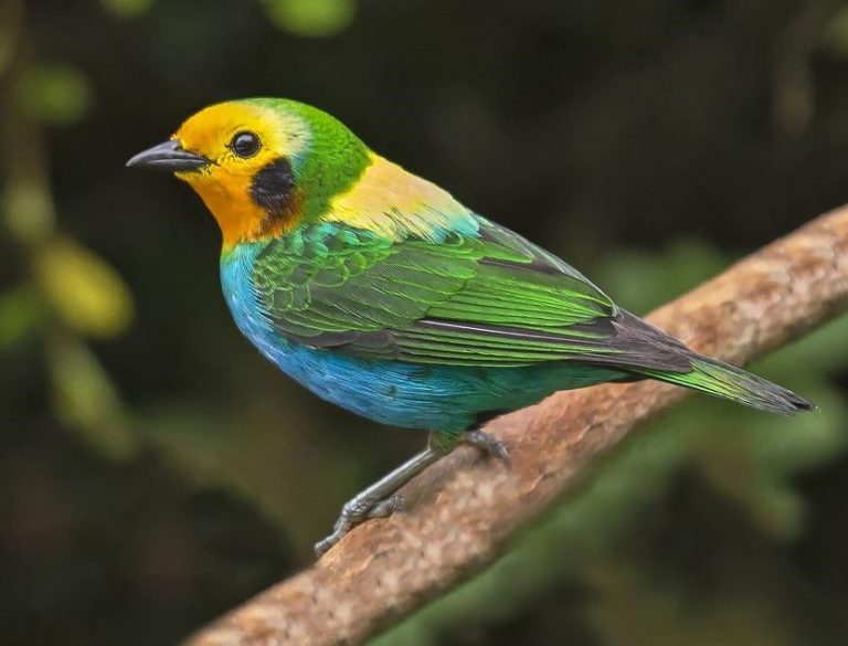 Faune et flore Colombie : l'endroit pour observer les oiseaux - Blog de ...